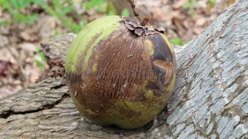 Rotten coconut stock photo. Image of green, jungle, farm - 61401380