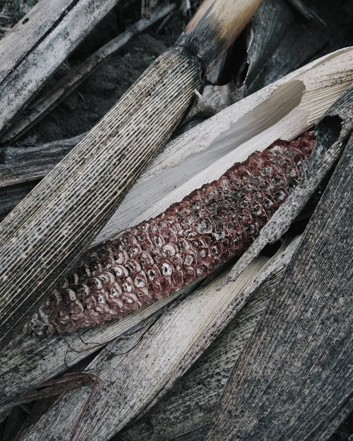Rotten corn stock image. Image of seed, fungi, grain - 30545377