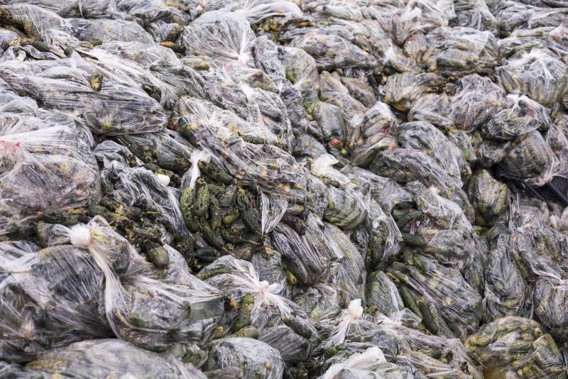 Rotten Cucumbers in Plastic Sacks on the Landfill Stock Photo - Image ...