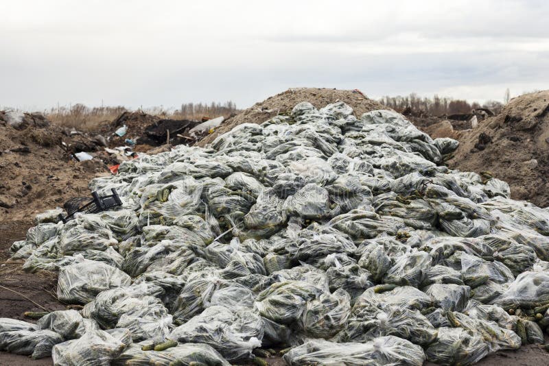 Rotten Cucumbers in Plastic Sacks on the Landfill Stock Image - Image ...