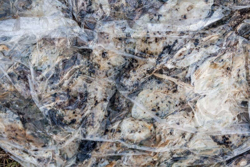 Rotten Cucumbers in Plastic Sacks on the Landfill Stock Photo - Image ...