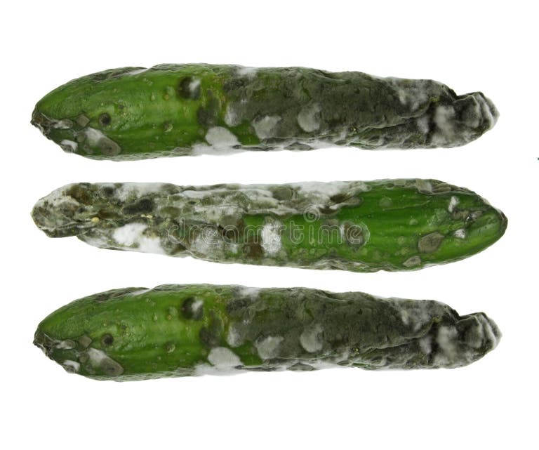 Rotten Cucumbers stock photo. Image of shot, perishable - 136104412