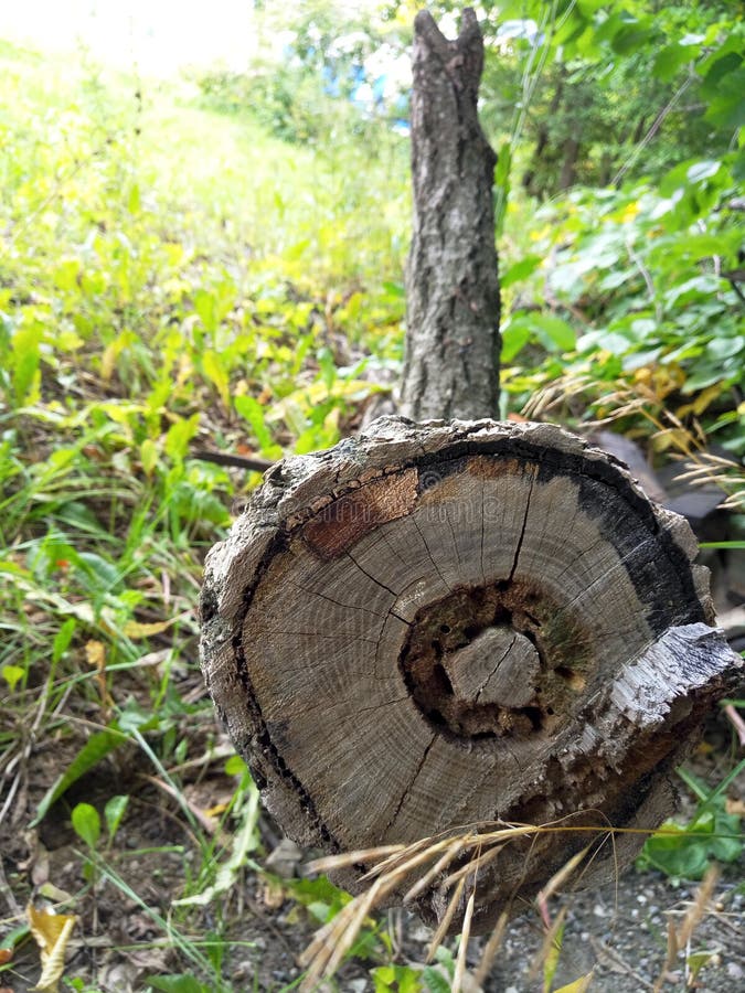 Cut of an old tree trunk stock image. Image of background - 156824375