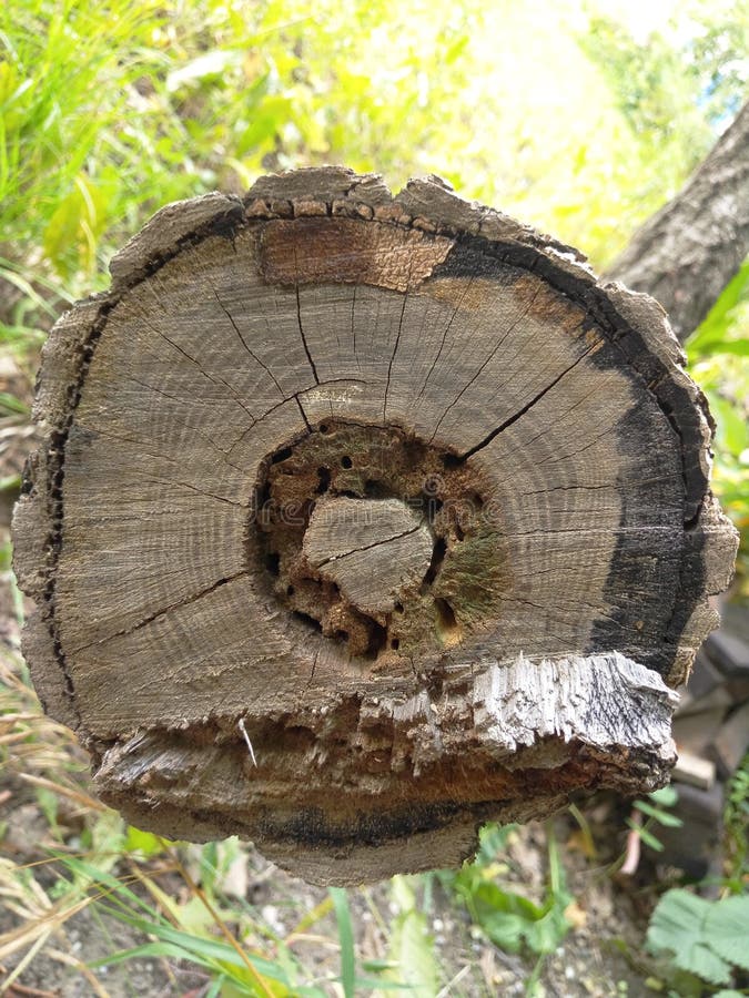 Cut of an old tree trunk stock image. Image of dead - 156824415