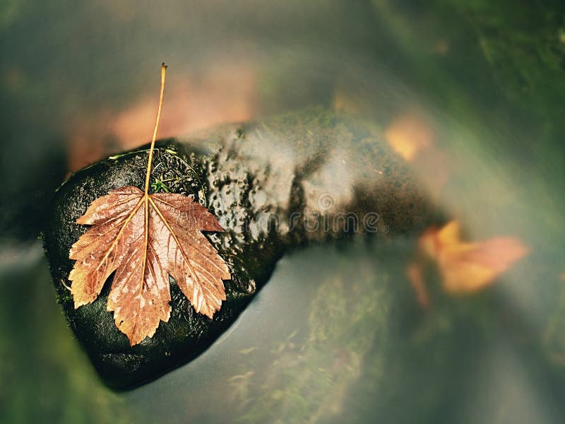 Rotten Dark Orange Maple Leaf in Wavy Stream of Cold Water Stock Image ...