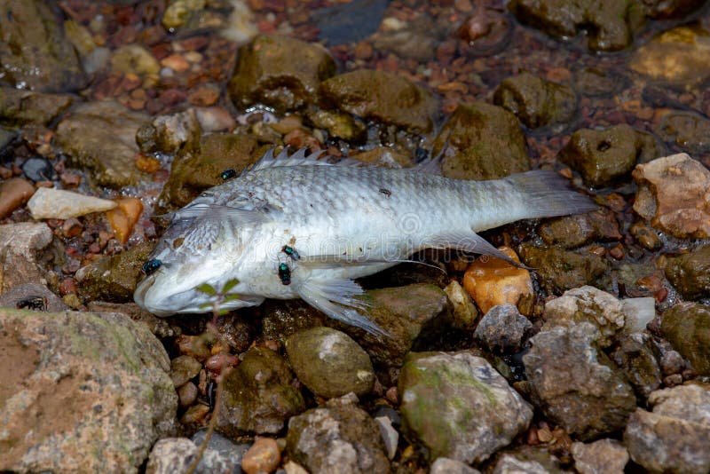 Rotten Dead Fish on the Shore of the Lake with Flies. Stock Photo ...