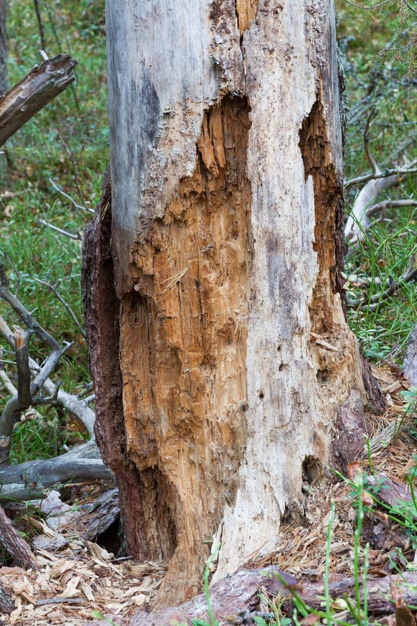 Rotten dead tree wood stock image. Image of mosaic, outdoor - 39113449