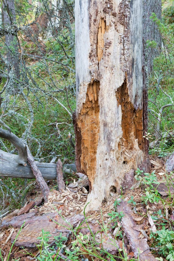 Rotten log of a dead tree stock image. Image of autumn - 123676183