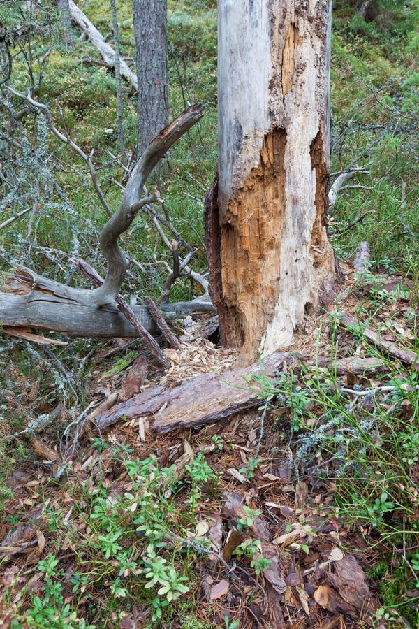 Rotten, Dead Tree on a Meadow in Sand Dunes of Sandweier, Baden-Baden ...