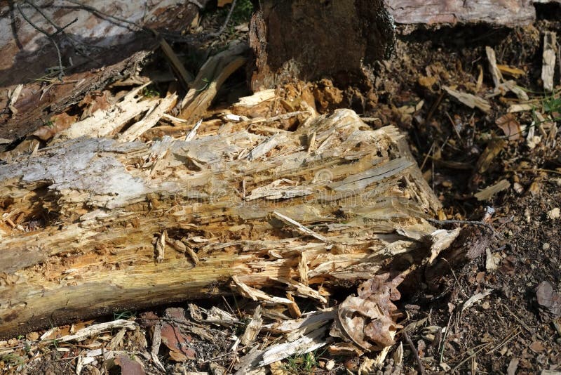 Rotten and Decaying Trunk of a Fallen Tree Stock Photo - Image of close ...
