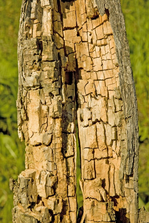 Rotten and Decomposed Oak Wood Stock Image - Image of abstract ...