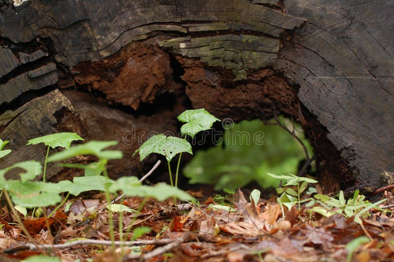 Rotten, Deteriorating Log stock image. Image of wooden - 5241897