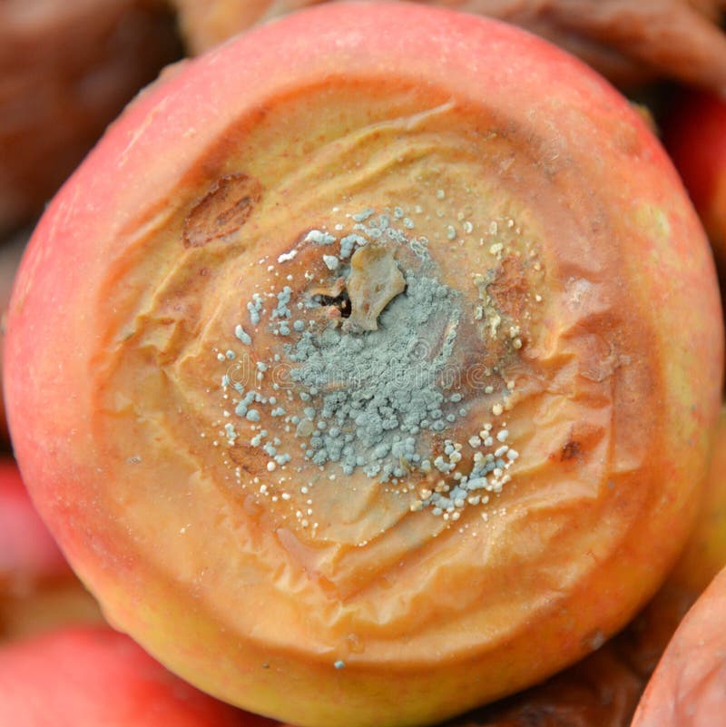 Rotten Disgusting Apple, Many Apple Stock Image - Image of floral, stem ...