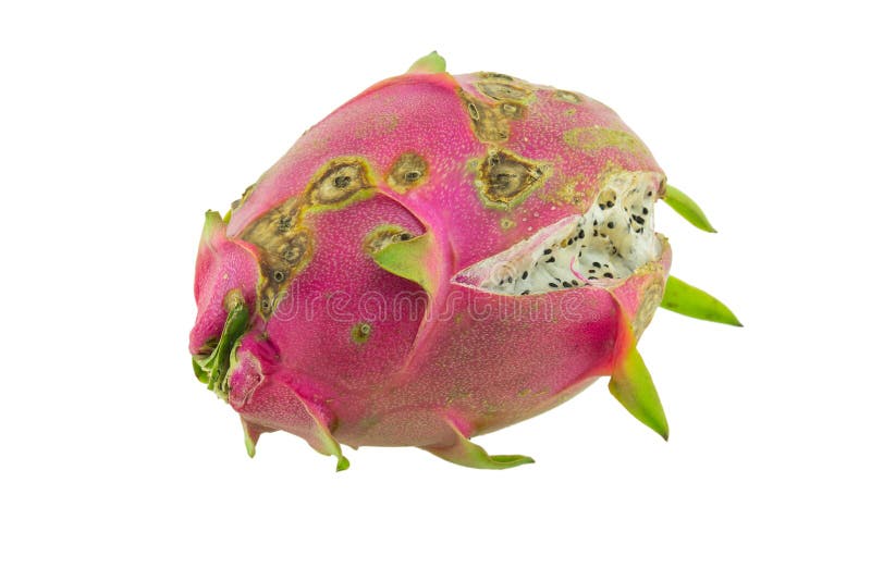 Rotten Dragon Fruit - Stock Image Stock Photo - Image of isolated ...