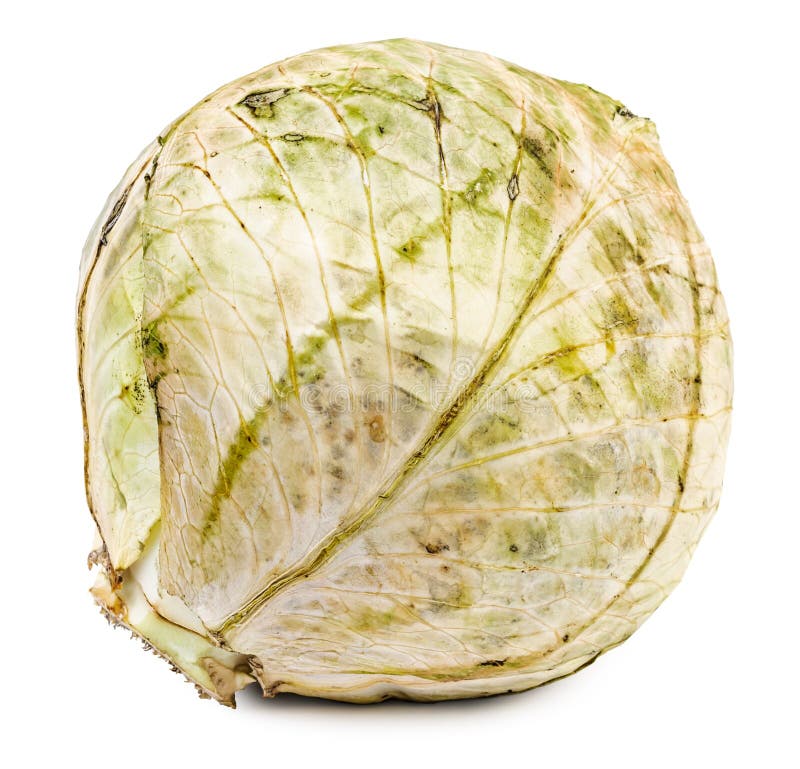 225 Rotten Cabbage Photos - Free & Royalty-Free Stock Photos from ...
