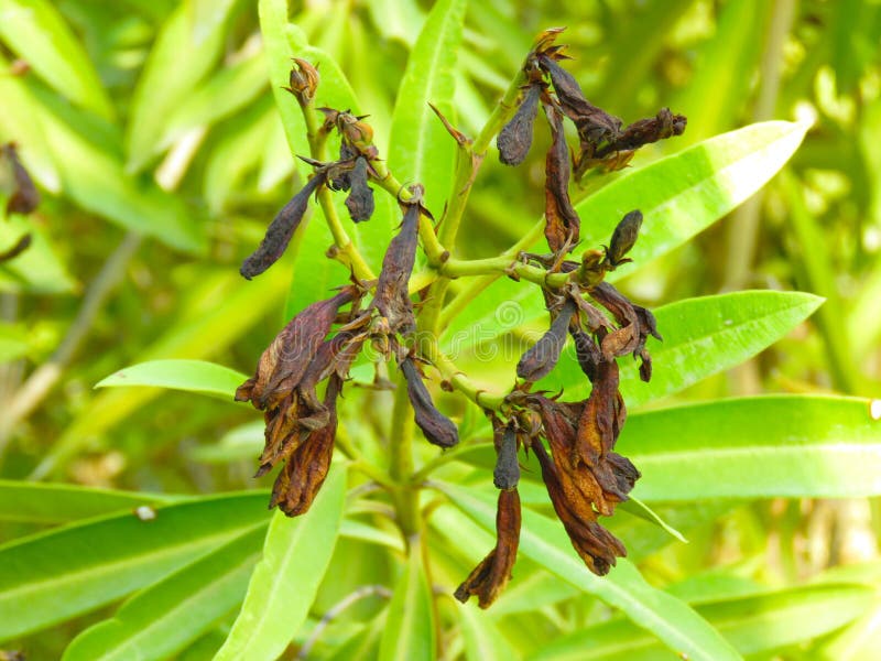 1,053 Rotten Flowers Stock Photos - Free & Royalty-Free Stock Photos ...