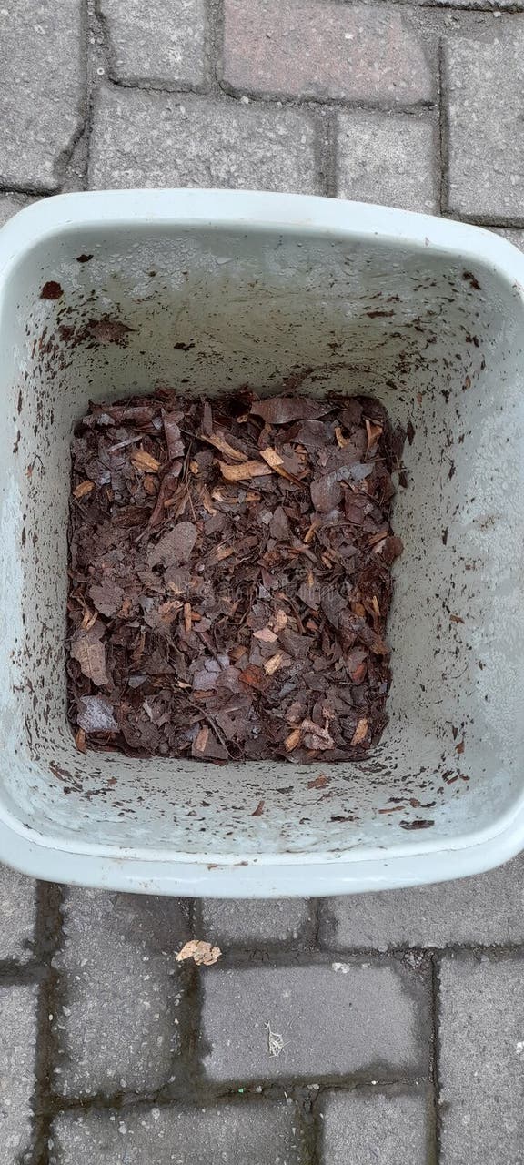 Rotten Dry Leaves for Compost Stock Image - Image of decomposed ...