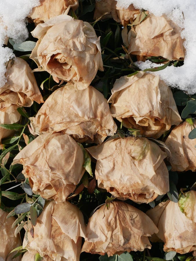 Rotten Dry Yellow Roses in Winter Time Stock Image - Image of group ...