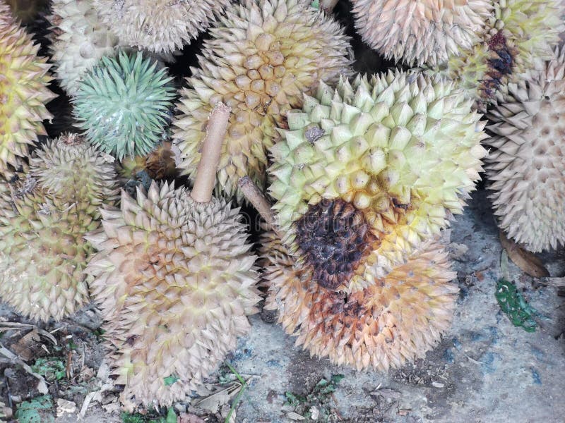 Rotten Durian Fruit Stock Photos - Free & Royalty-Free Stock Photos ...