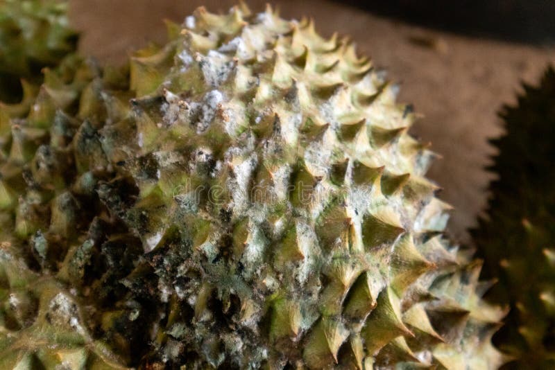 Rotten Durian White Mold Problem Stock Image - Image of growth, asian ...