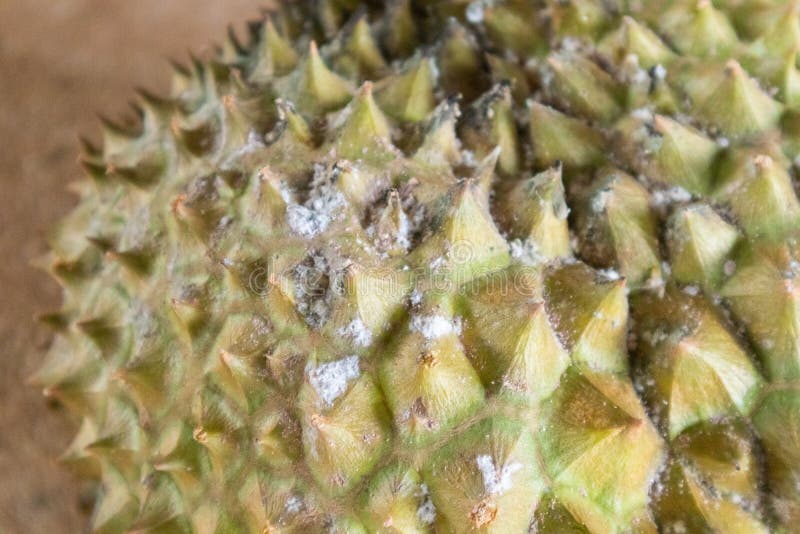 Rotten Durian White Mold Problem Stock Image - Image of fungus, beauty ...