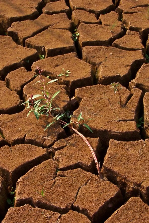 Rotten earth stock image. Image of grooves, wild, earth - 397263