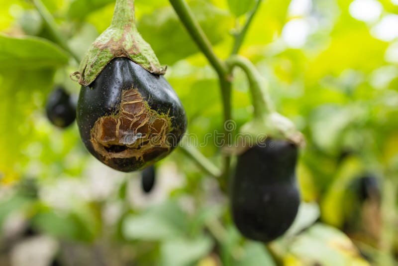 Rotten Eggplant on Tree in the Garden Stock Photo - Image of molded ...