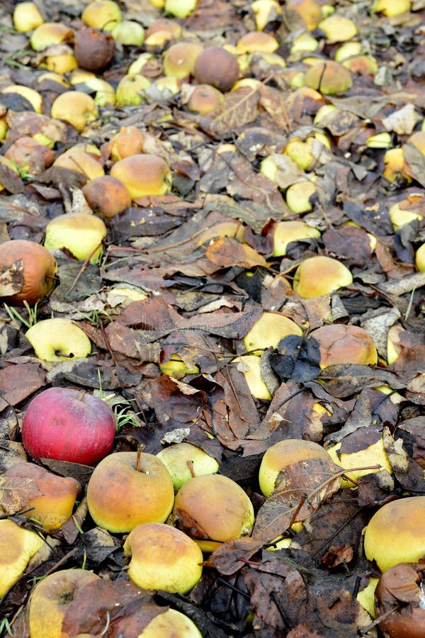 Rotten Fallen Apples in an Orchard in Winter, Image Stock Photo - Image ...