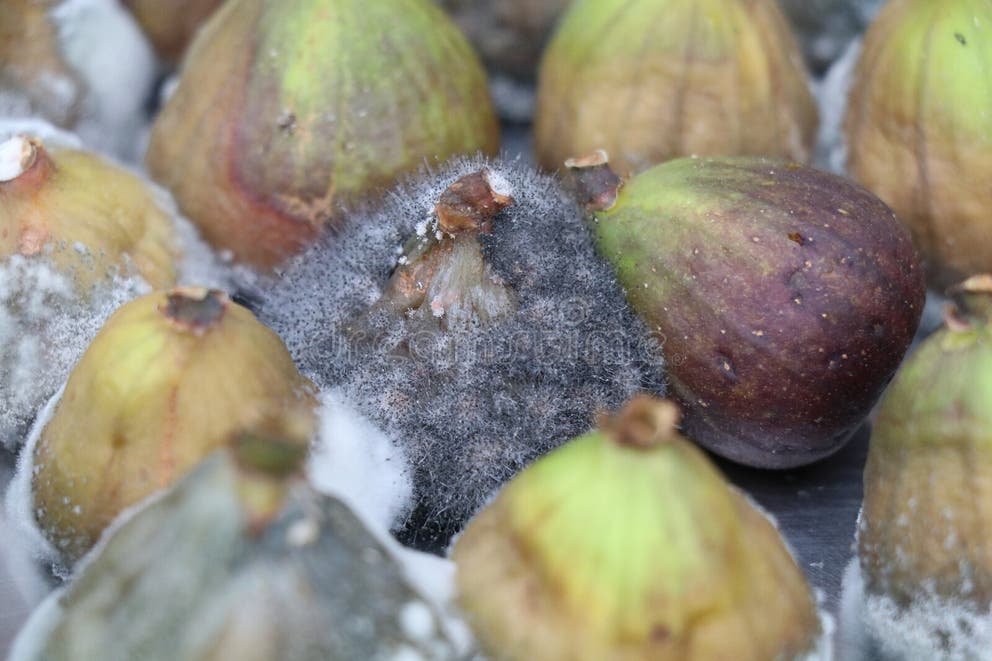 Rotten Figs with Mold in Different Stages Stock Image - Image of borne ...
