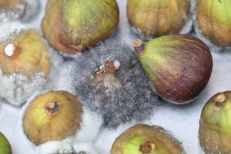 Rotten Figs with Mold in Different Stages Stock Image - Image of gone ...