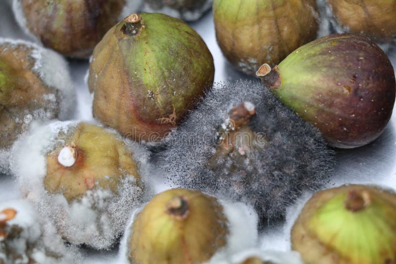 Rotten Figs with Mold in Different Stages Stock Photo - Image of food ...