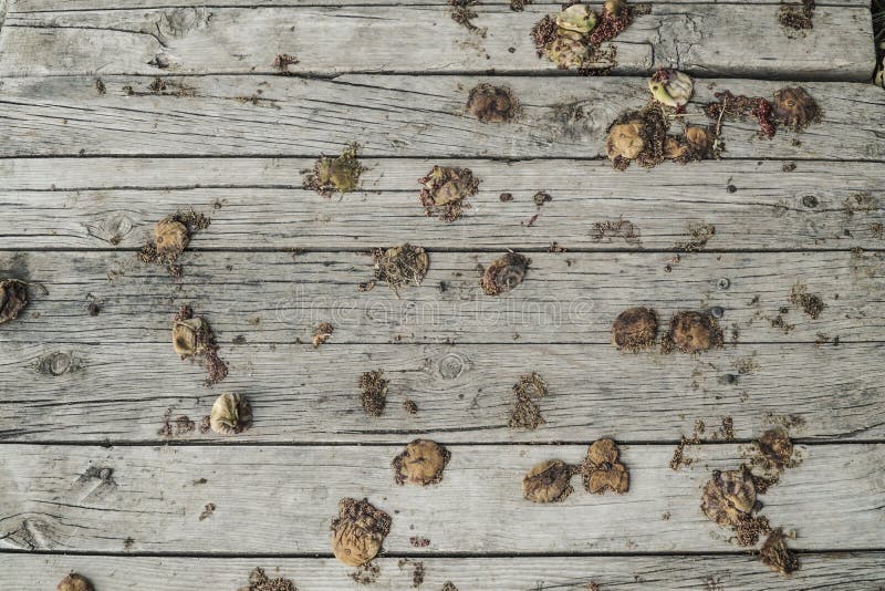 Rotten Figs Stock Photos - Free & Royalty-Free Stock Photos from Dreamstime