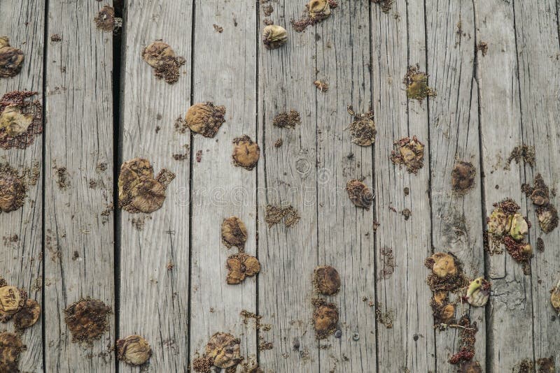 Rotten Figs Stock Photos - Free & Royalty-Free Stock Photos from Dreamstime