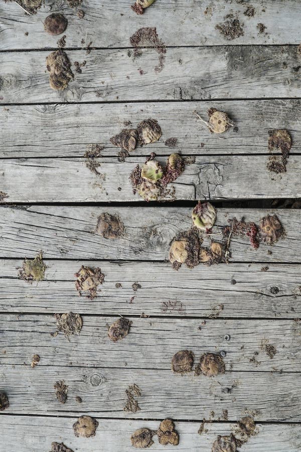 Rotten Figs Stock Photos - Free & Royalty-Free Stock Photos from Dreamstime