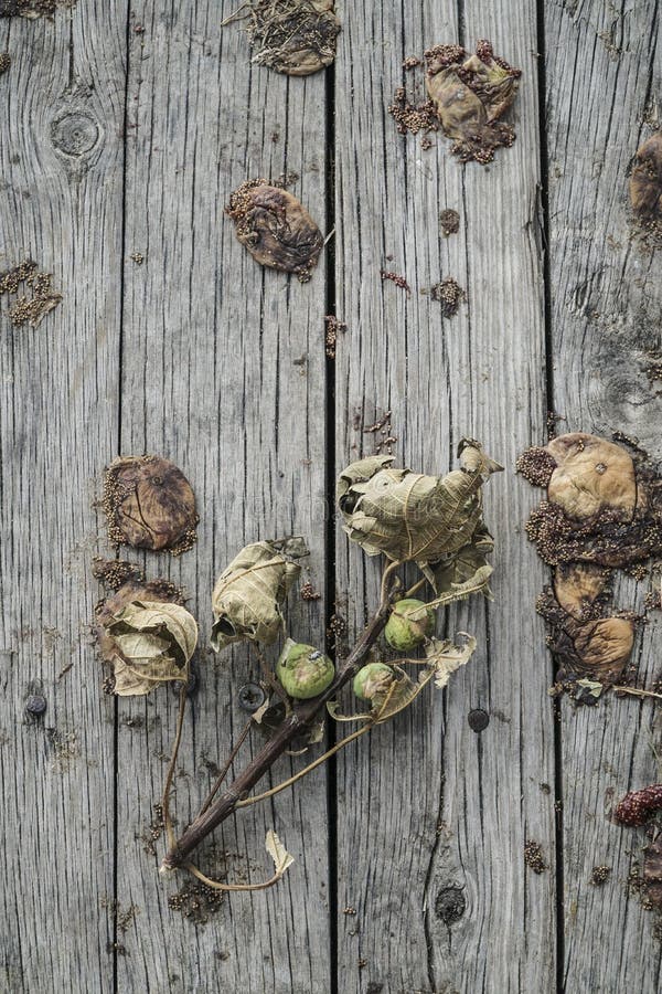 Rotten Figs Stock Photos - Free & Royalty-Free Stock Photos from Dreamstime