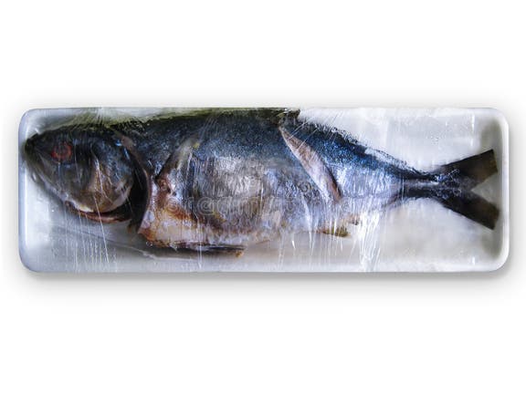 Rotten fish stock photo. Image of food, silver, torpedo - 15351796