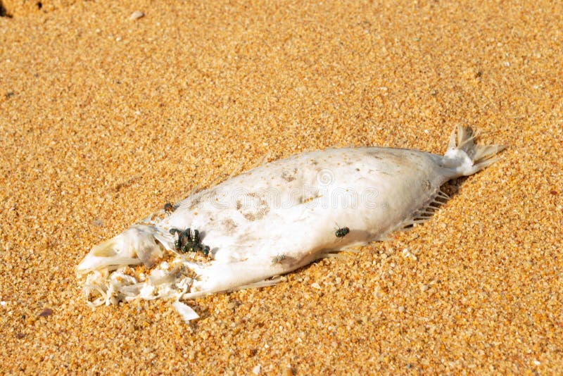 Rotten fish stock image. Image of concept, environment - 24563759