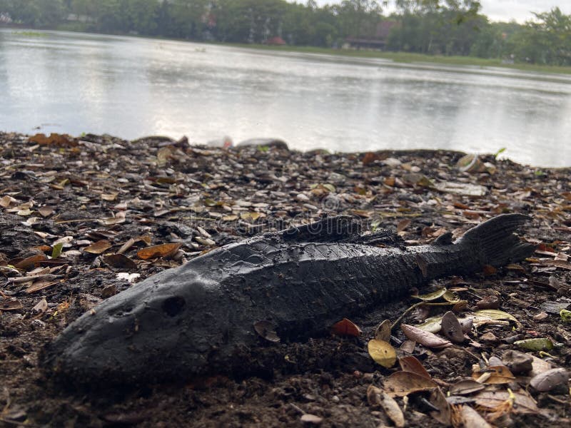 1,438 Rotten Fish Stock Photos - Free & Royalty-Free Stock Photos from ...