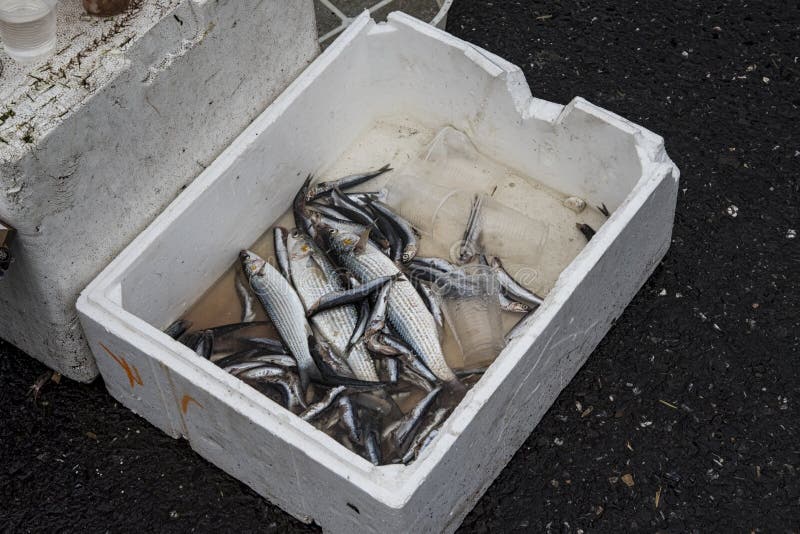 1,387 Rotten Fish Stock Photos - Free & Royalty-Free Stock Photos from ...