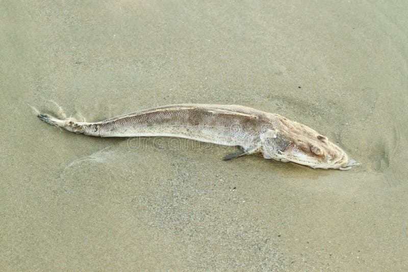 Rotten fish in sand stock photo. Image of environment - 30918970