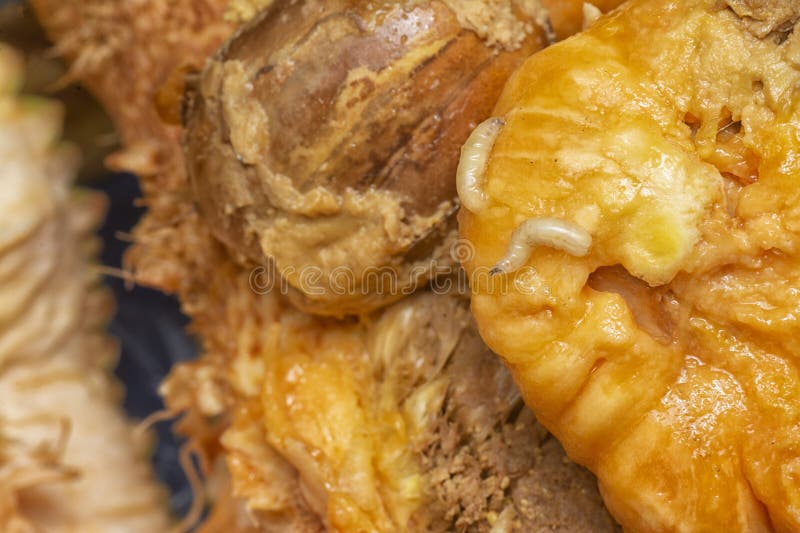 Rotten Flesh of the Artocarpus Integer Inner Fruit. Stock Photo - Image ...