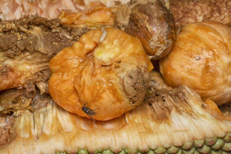 Rotten Flesh of the Artocarpus Integer Inner Fruit. Stock Photo - Image ...