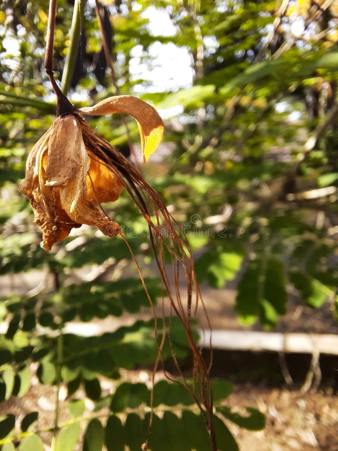A Rotten Flower Under the Sunshine Stock Photo - Image of nature ...
