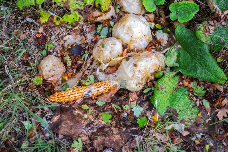 Rotten Food : Mouldy Blueberry Fruit Stock Photo - Image of agriculture ...
