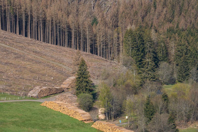 Rotten Forrest in the German Area Called Rothaargebirge Stock Photo ...