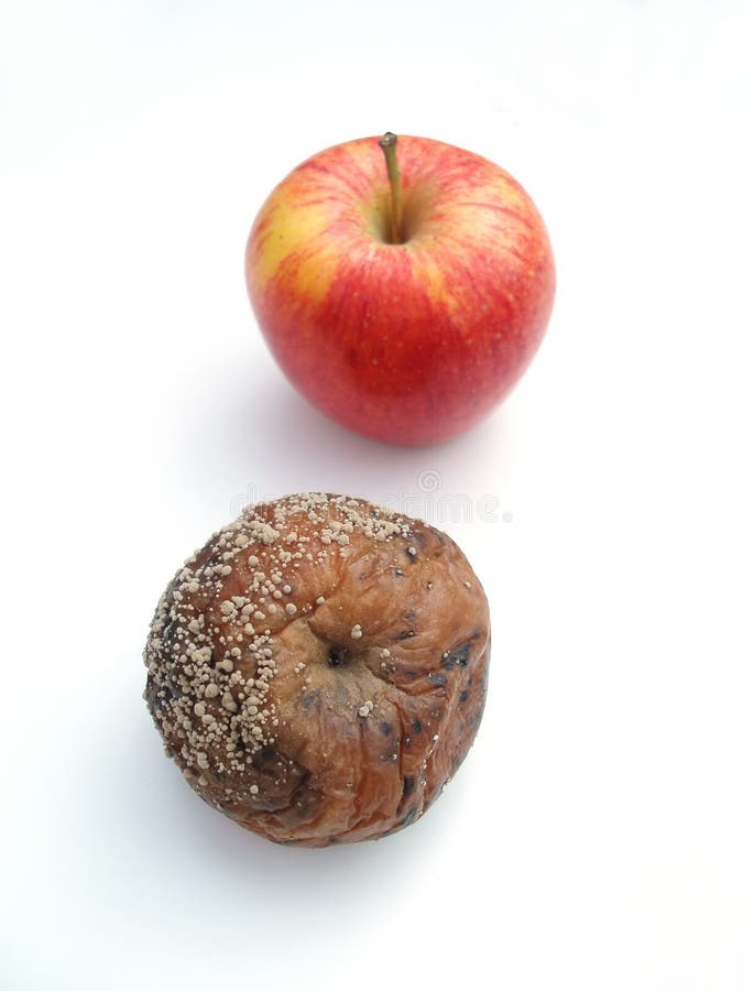 A rotten and a fresh apple stock photo. Image of garden - 265782