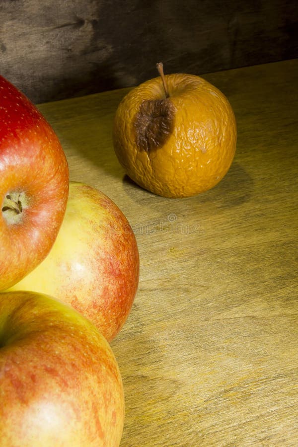 A rotten and a fresh apple stock photo. Image of garden - 265782