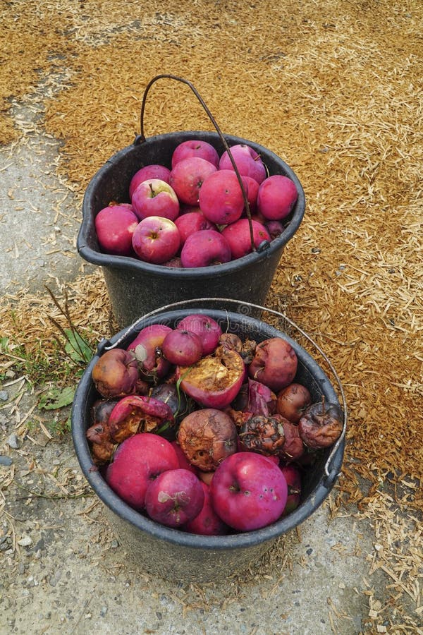 Rotten and Fresh Ripe Wild Red Apples Stock Photo - Image of sweet ...