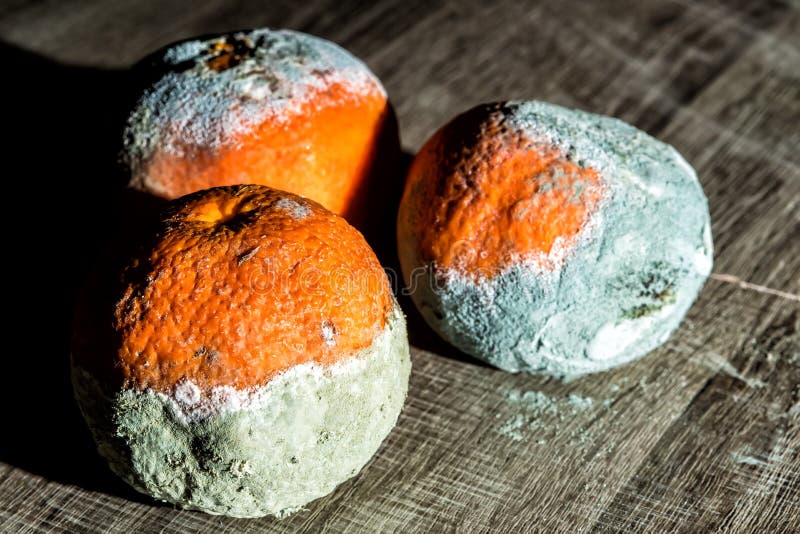 Rotten and Fresh Tangerine Fruit with Mold. Stock Photo - Image of ...