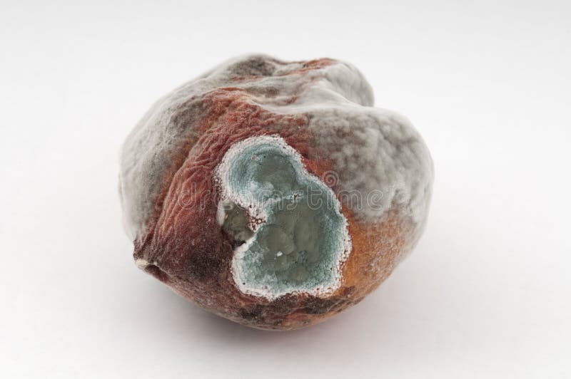 Rotten Food : Mouldy Blueberry Fruit Stock Photo - Image of bacteria ...